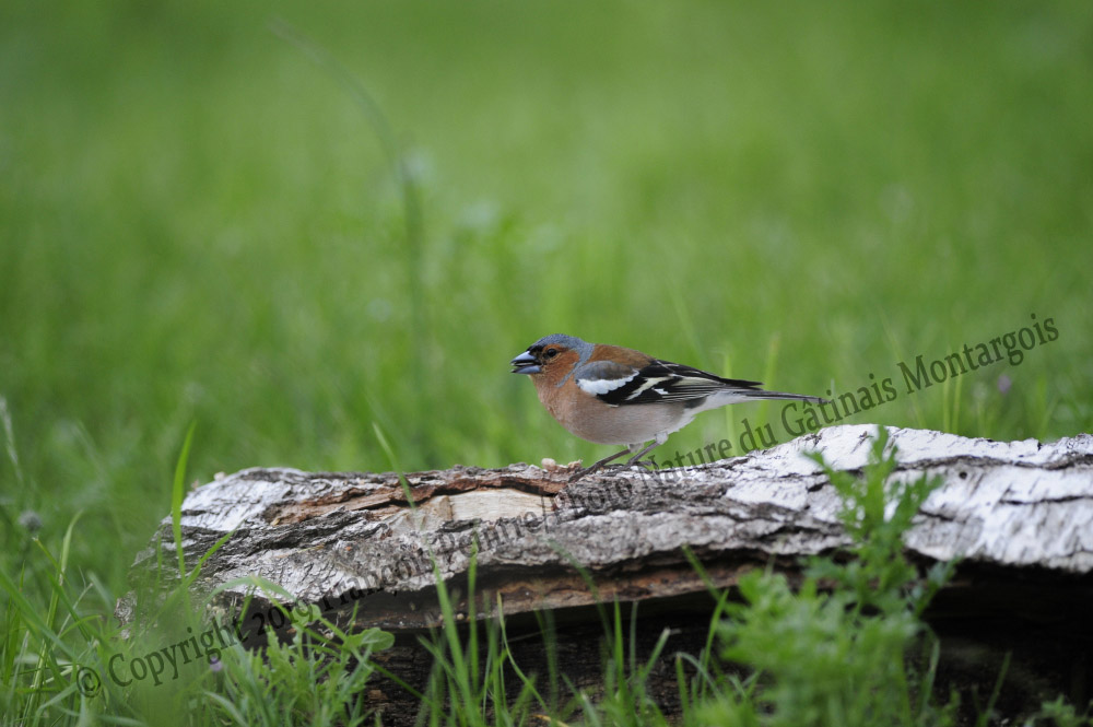 Photo Nature du Gâtinais Montargois: Pinson des arbres
