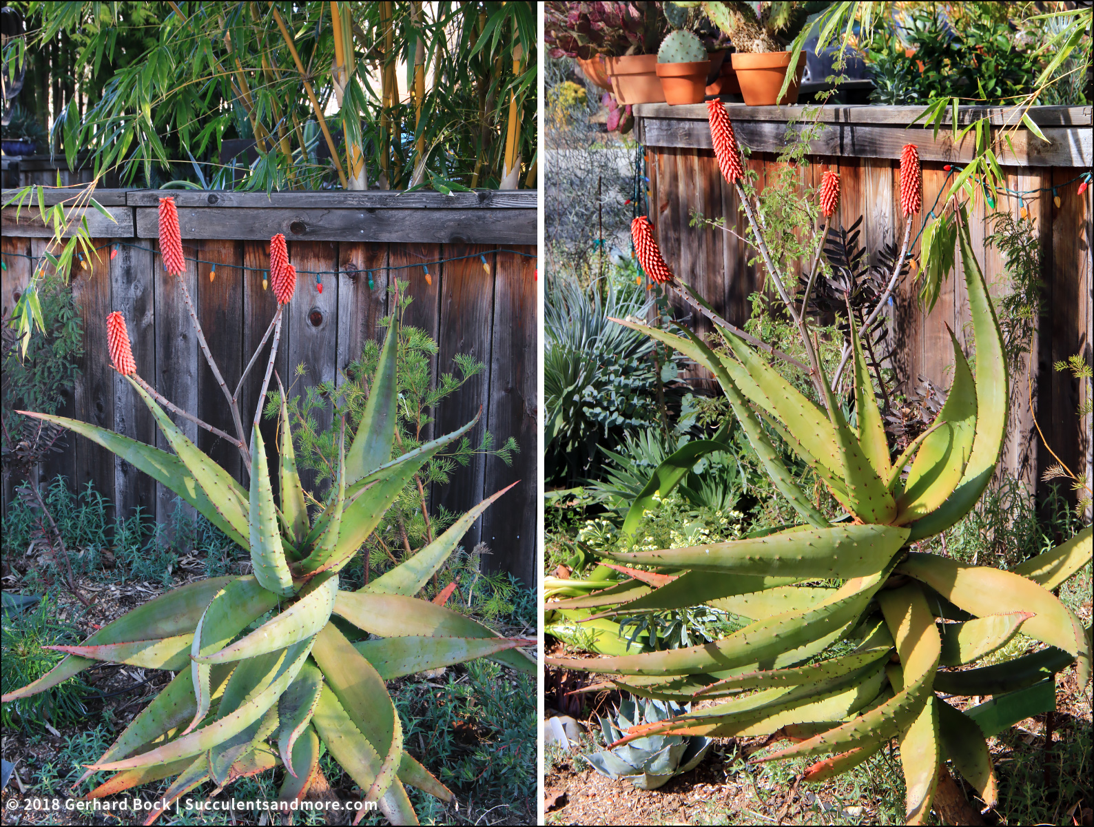 Aloes and friends blooming in our garden