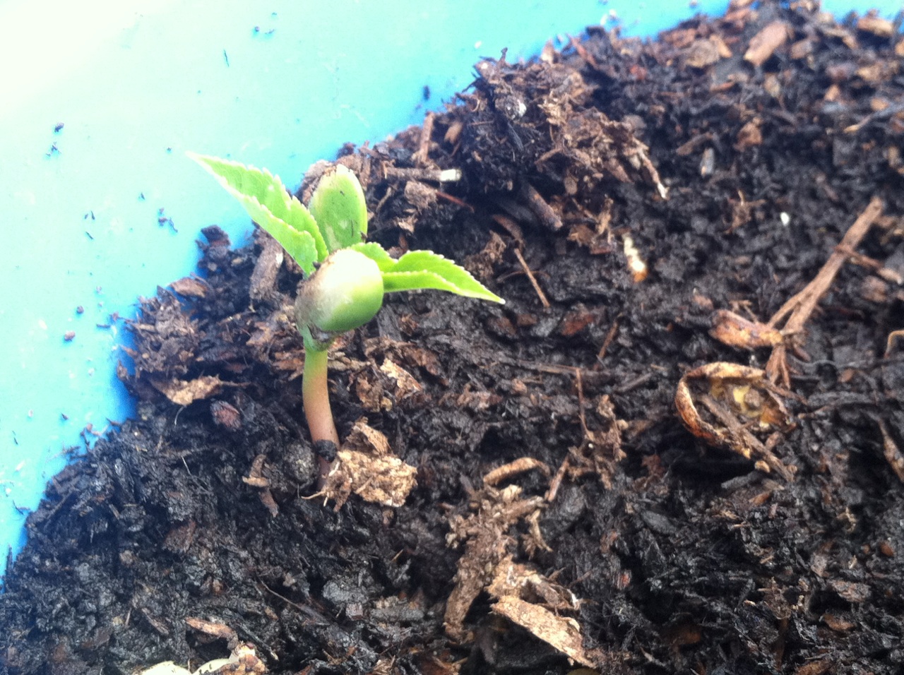 UPDATE on germinated cherry seeds!
