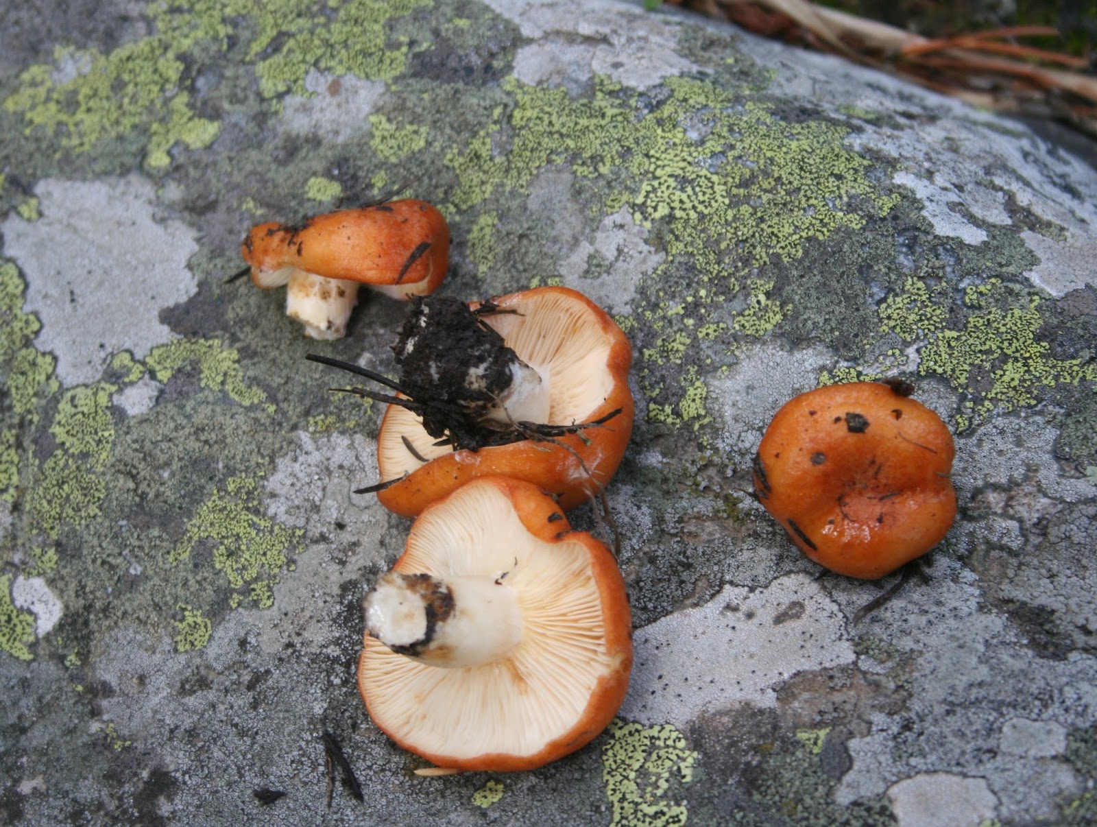 Mushrooms and Fungi of the Bighorn Mountains: Rust colored mushrooms