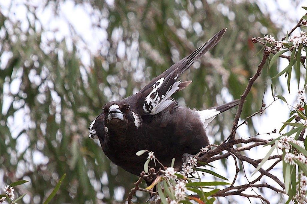 Jennifer Spry's Birding Blog: South-west Western Australia