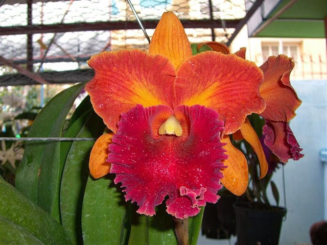 HOA PHONG LAN VIỆT-VIETNAM ORCHIDS: BLC