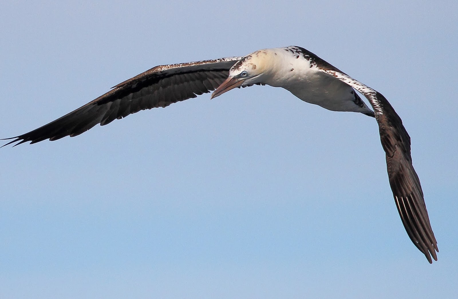 AVESANTURTZI: Aves marinas con Avescantabricas