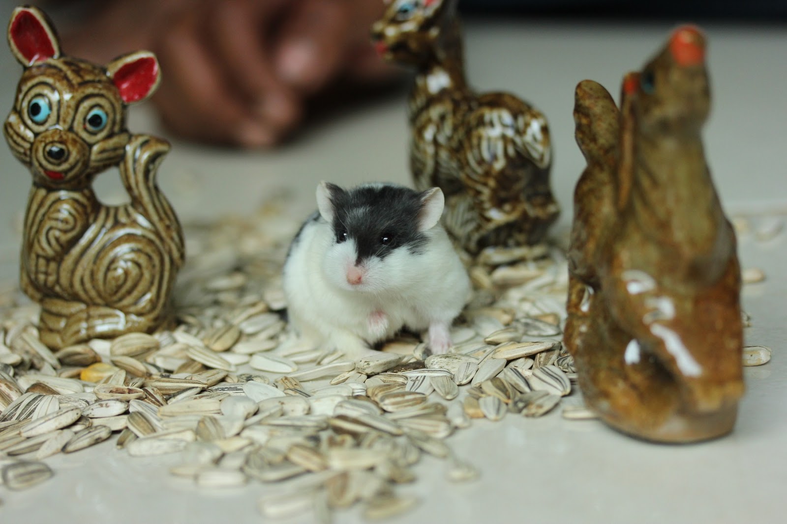 Gallery Hamster 8 ( Campbell Blue Mottled / Panda Blue ) | Hamster ...