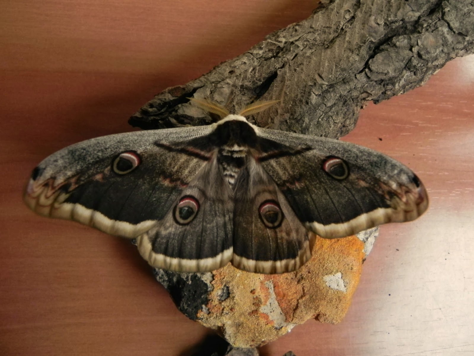 El Saúco - Industrias y andanzas de un naturalista ibérico: mayo 2011