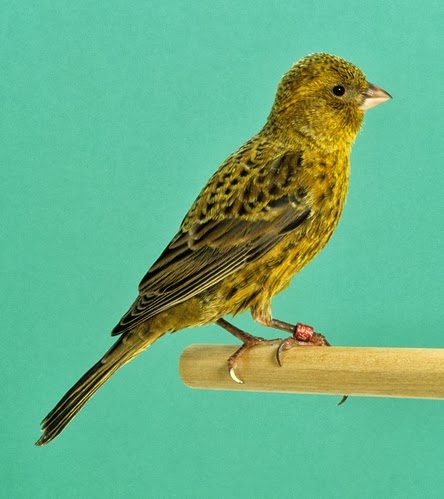 LOS CANARIOS DE POSTURA: Canarios de Diseño