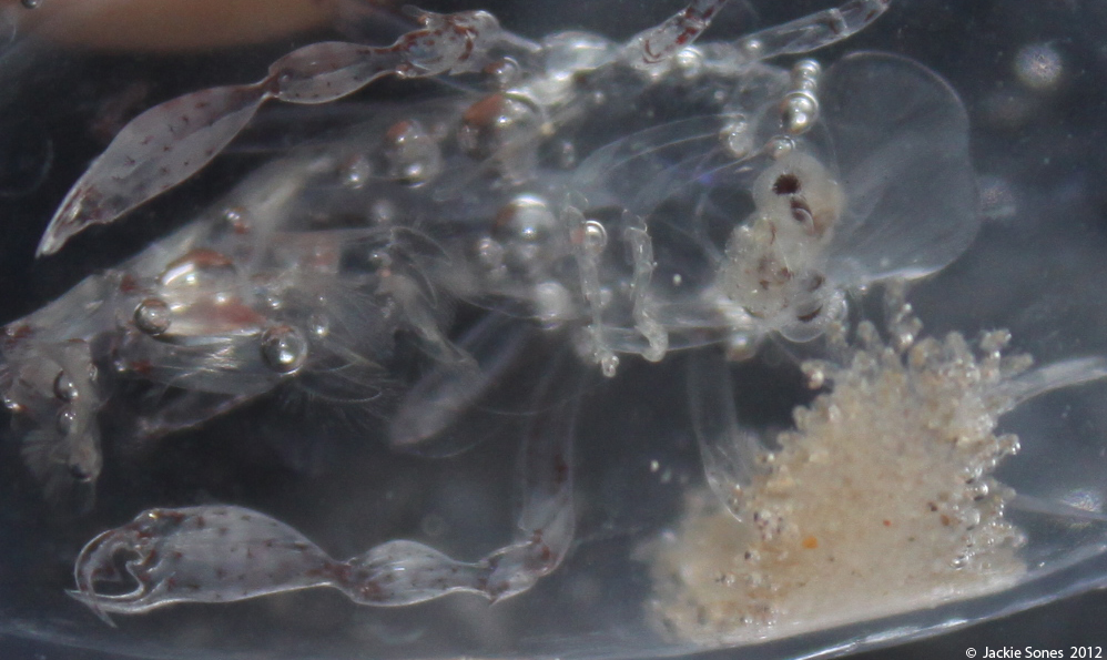 The Natural History of Bodega Head: Otherworldly