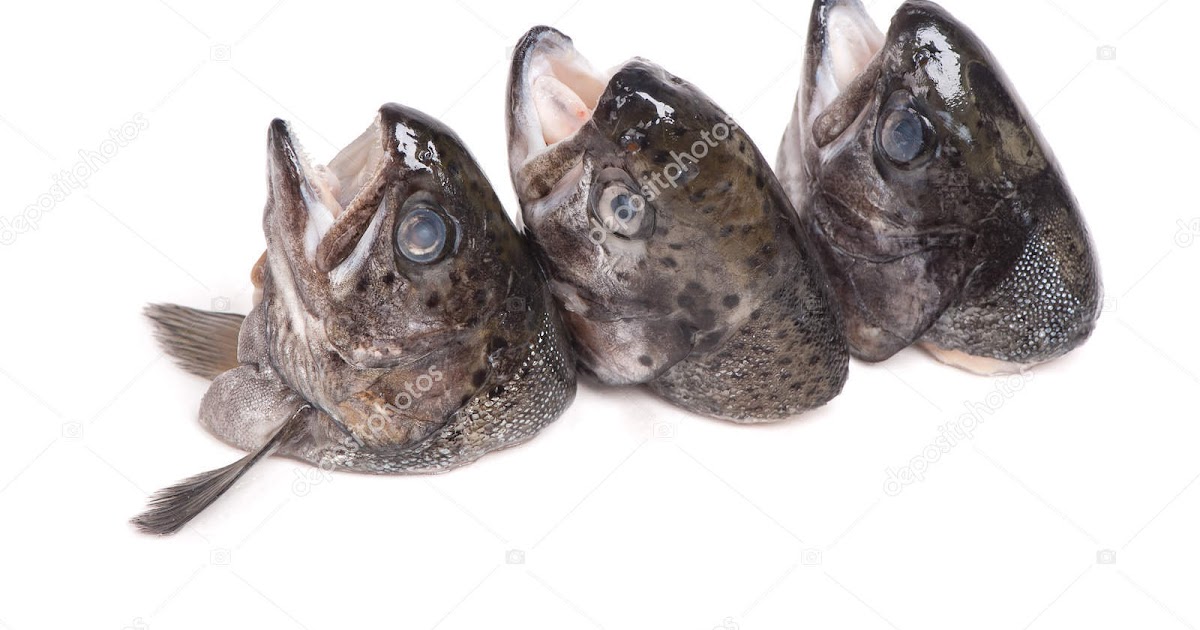 Pescados. Aplicaciones Culinarias de Cabezas, Cocochas, Ventresca.