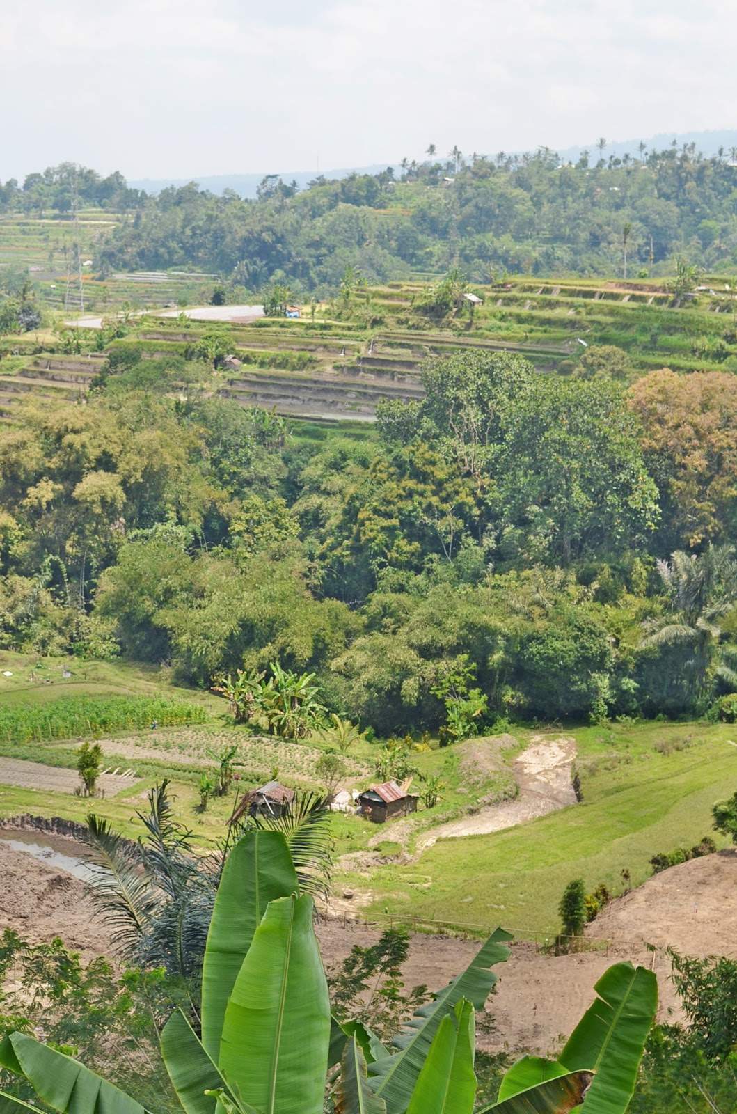 [Bali, Indonesia 2014] Lunch At Pacung Rice Terrace - Just An Ordinary Girl
