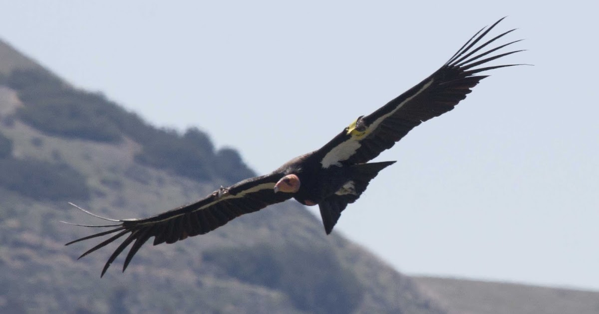 prairiemary: A CONDOR FEATHER STARTED IT