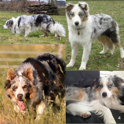 Border Collies - História e Genética: Cores