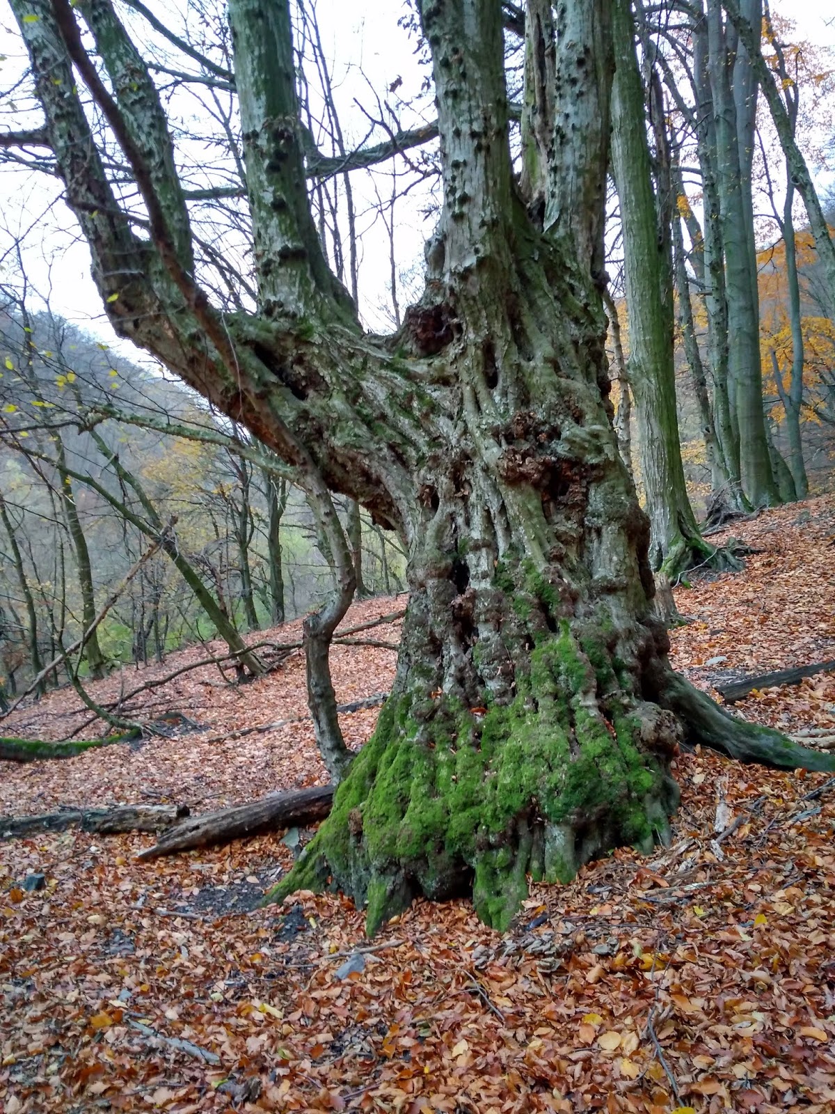 Sovule: Hrab - strom v tieni duba