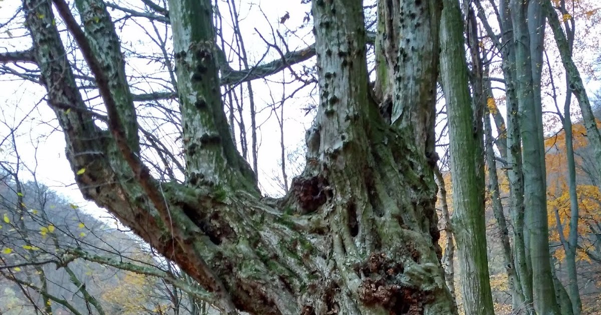 Sovule: Hrab - strom v tieni duba