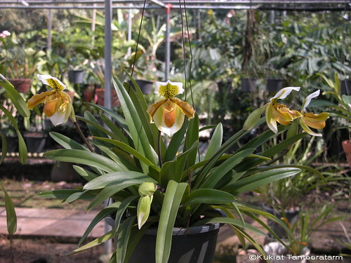 Paphiopedilum exul care and culture | Travaldo's blog