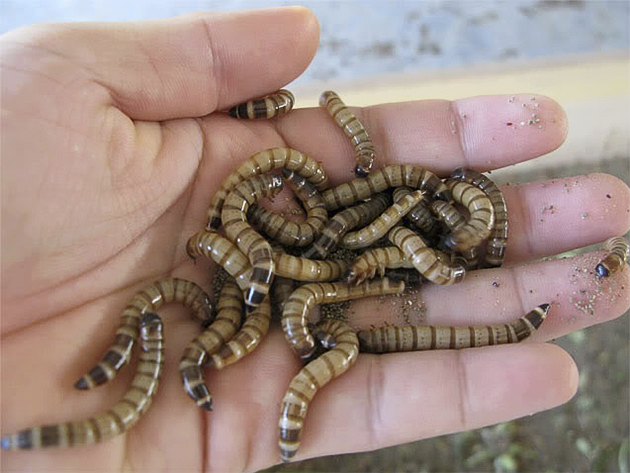Cara Yang Tepat Untuk Budidaya Ulat Jerman