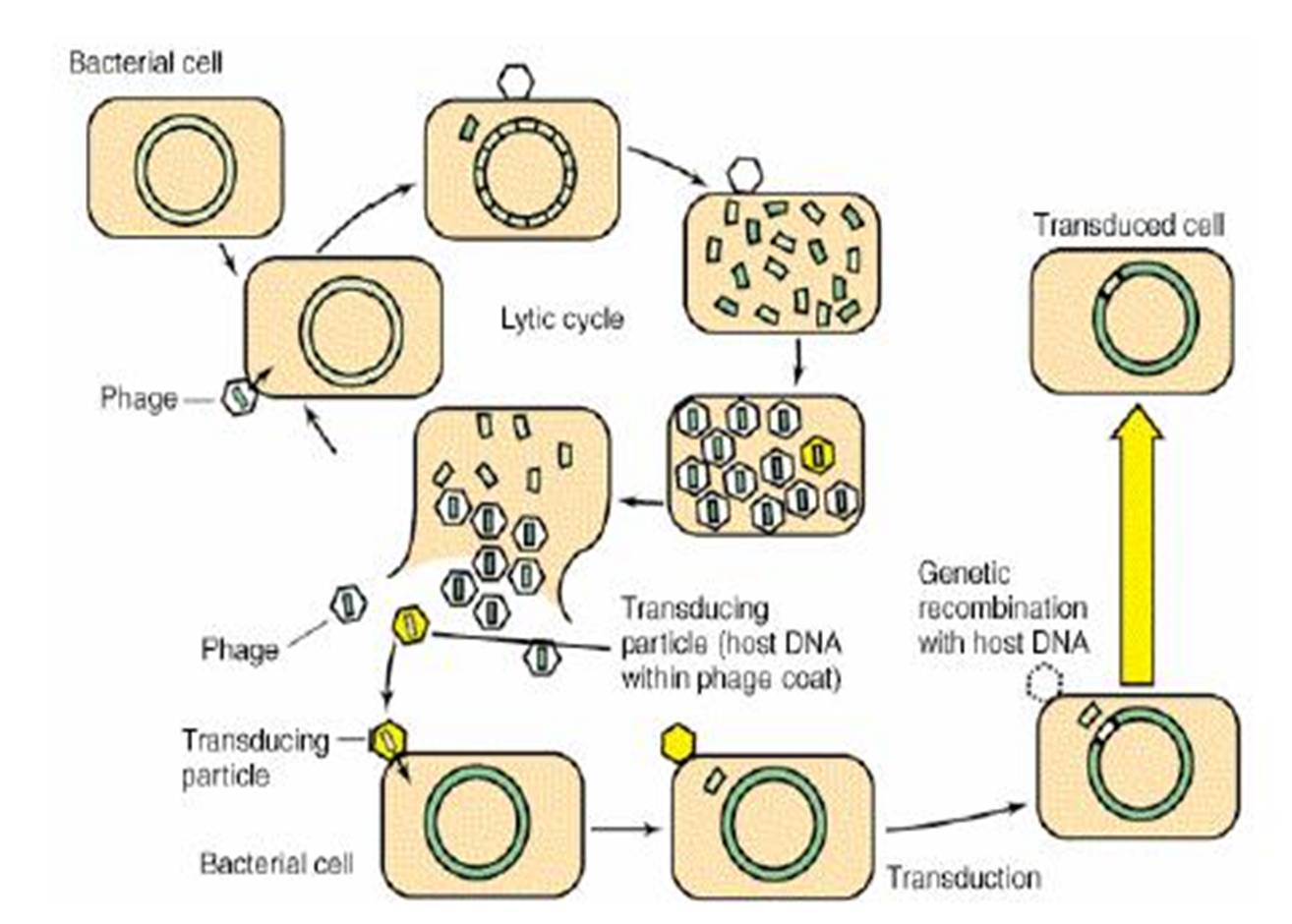 Microbiologia a origem da vida: GENÉTICA BACTERIANA