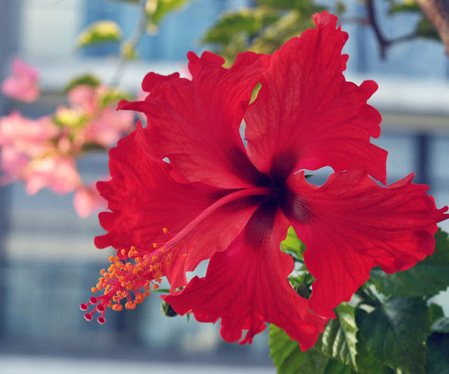 S T i l e T To: Hibiscus rosa sinensis - The Flower of Malaysia