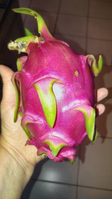 Blogging in Myrtle Glen: A Dragon in the garden?