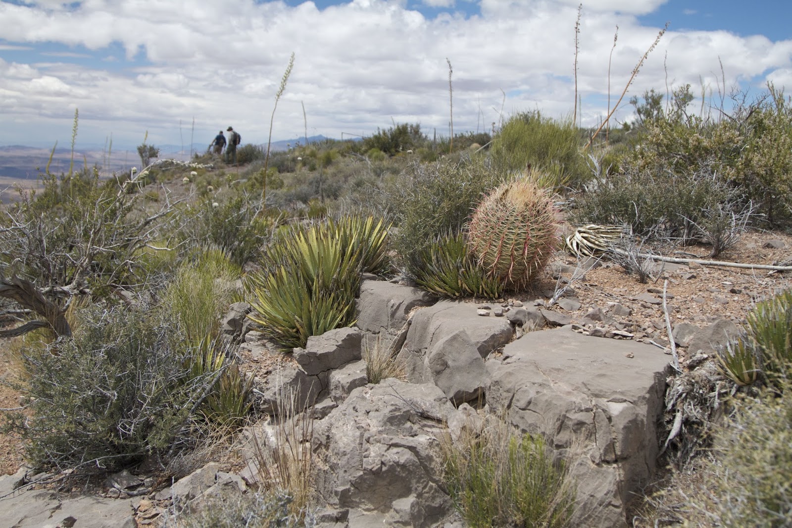 Running From Moose: The Arizona Strip: Snap Point