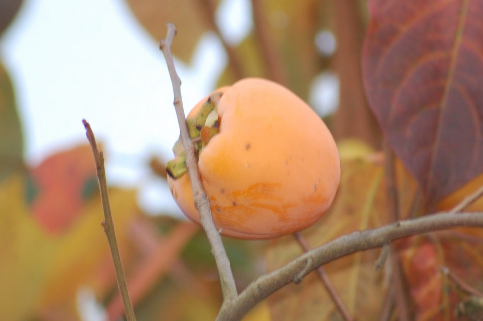 Plantas: Beleza e Diversidade: Árvores de fruto: Diospireiro (Diospyros ...