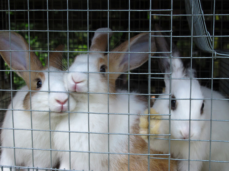 Spread Organic Agriculture in the Philippines: SEMINAR: Rabbit ...