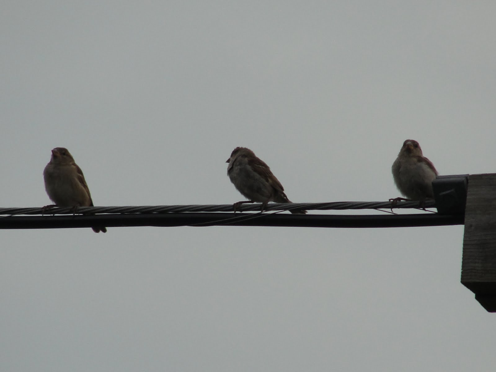 house sparrows | Mary Richmond's Cape Cod Art and Nature