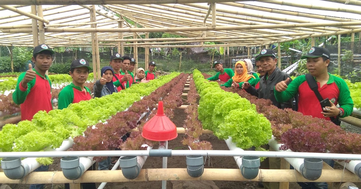 "Belajar Hidroponik di BBLM Yogyakarta Sangatlah Menyenangkan" ~ PSM ...