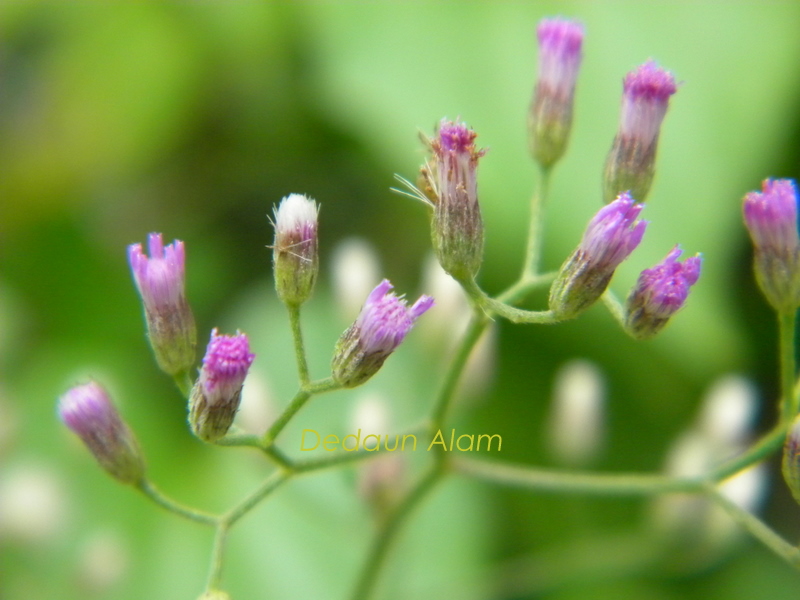 Dedaun Alam: Bunga Part XX