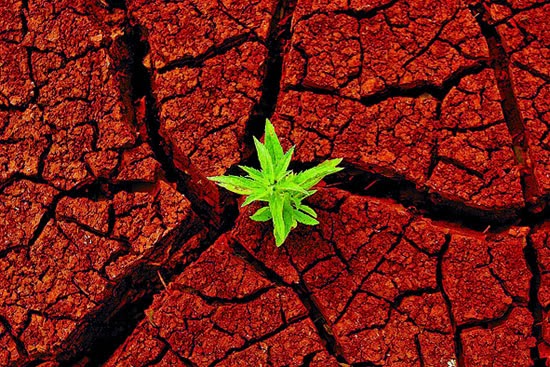 Prático e Básico: Solo