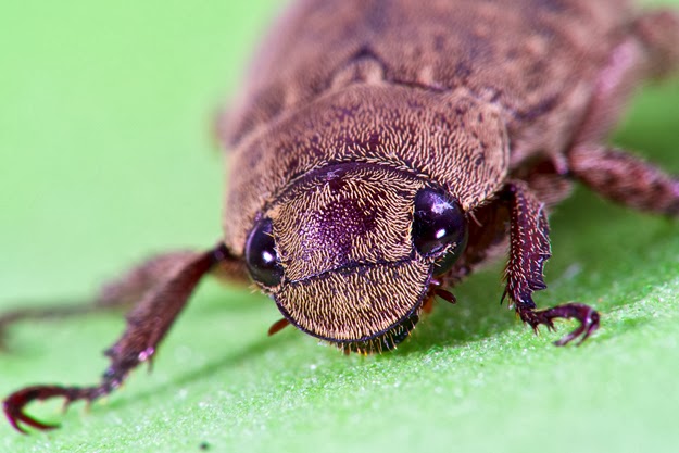 My First Extreme Macro Photography of An Insect - Jefz Lim Photography Blog