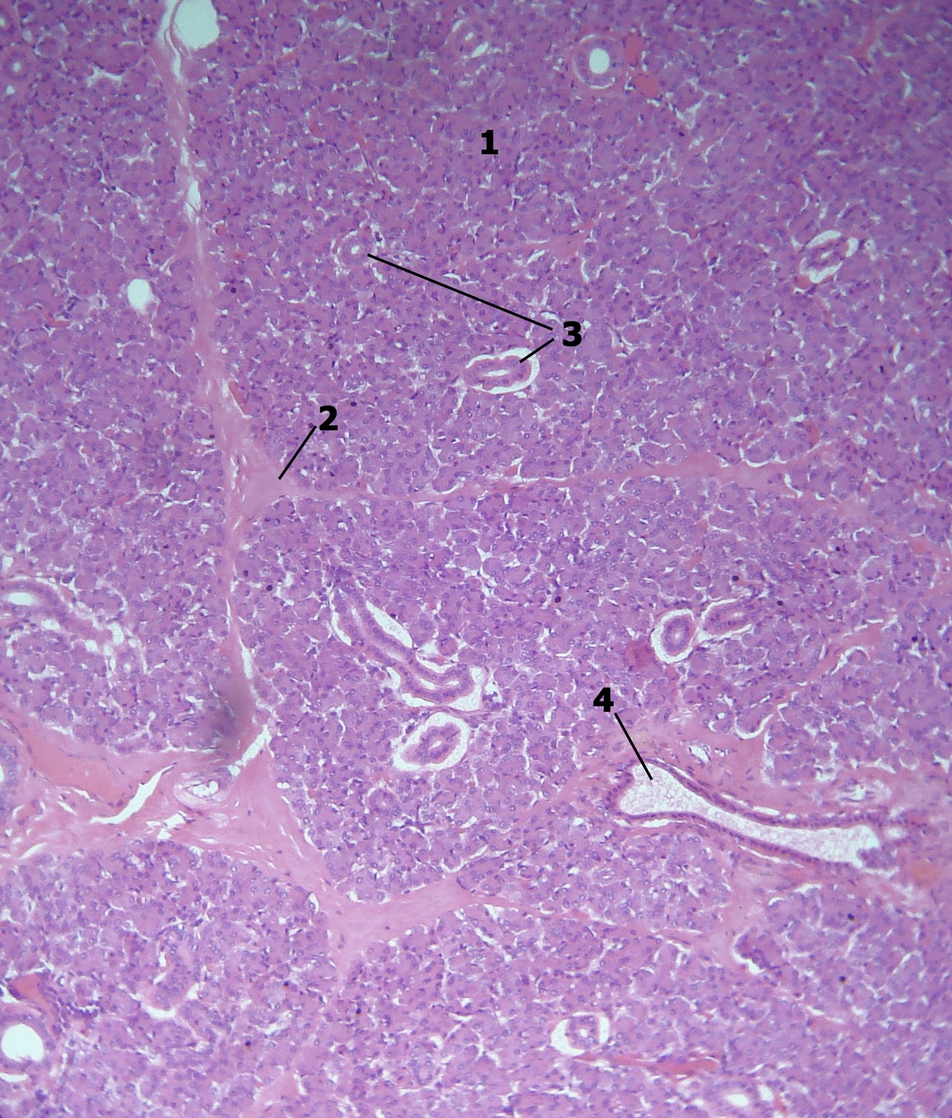 Histologia Oral UFF: Glândulas Salivares