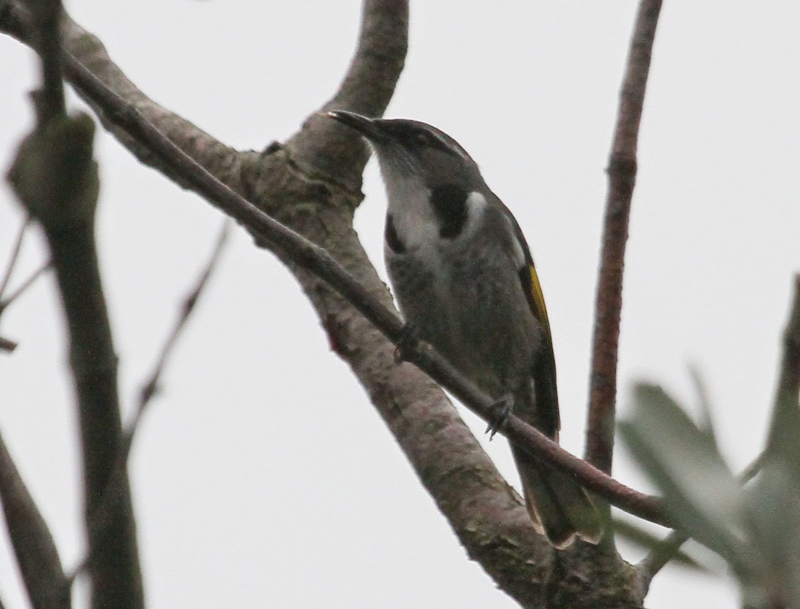 Richard Waring's Birds of Australia: Variety of Victorian bird photos