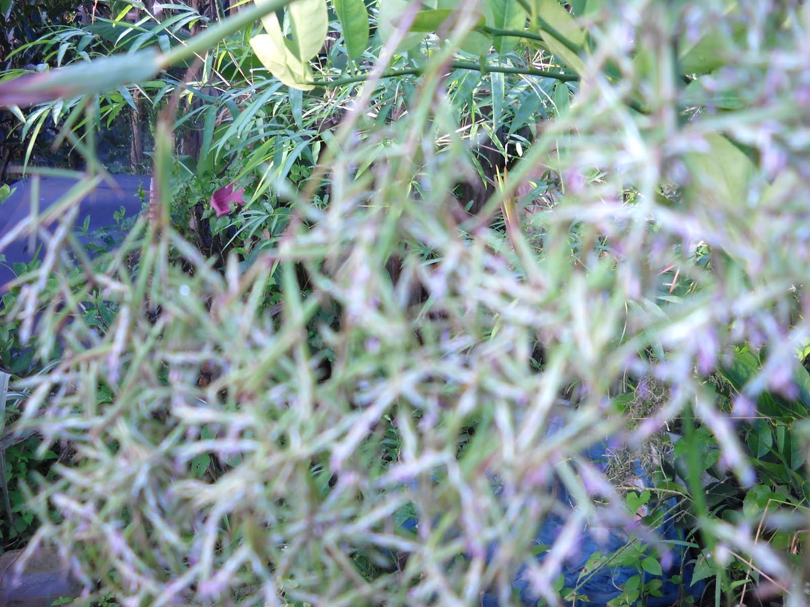 KENALI POKOK SAYANGI POKOK: BUNGA SERAI WANGI