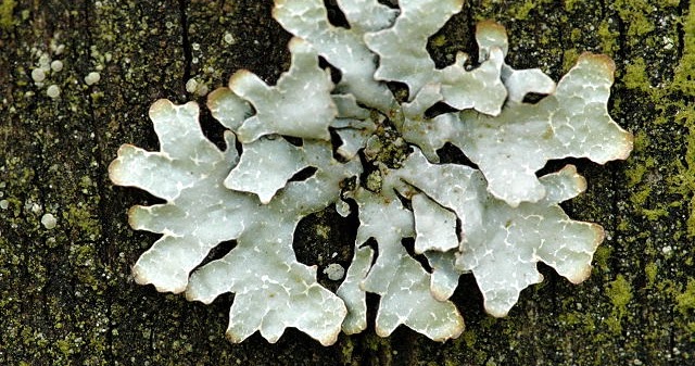 Variety of Life: Parmelia