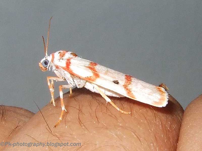 Red-striped Tiger Moth | Nature, Cultural, and Travel Photography Blog