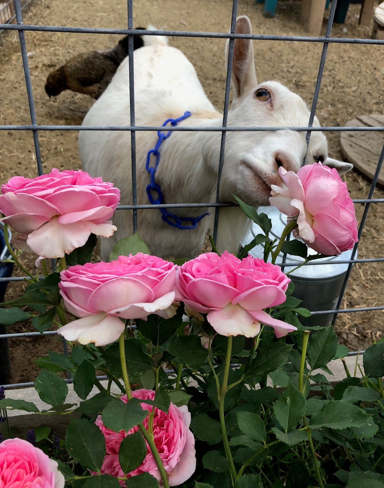 my messy room: Smell the roses