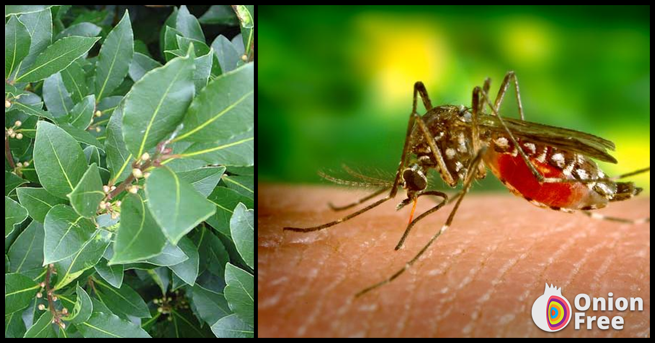 3 Simples remedios caseros para mantener a los insectos afuera de tu ...