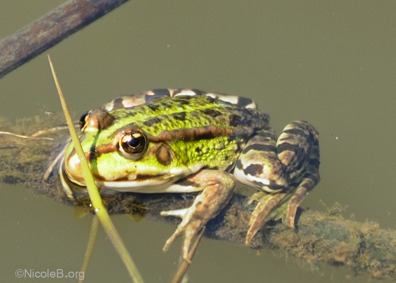 Edible Frog | Photos and Info | The Wildlife
