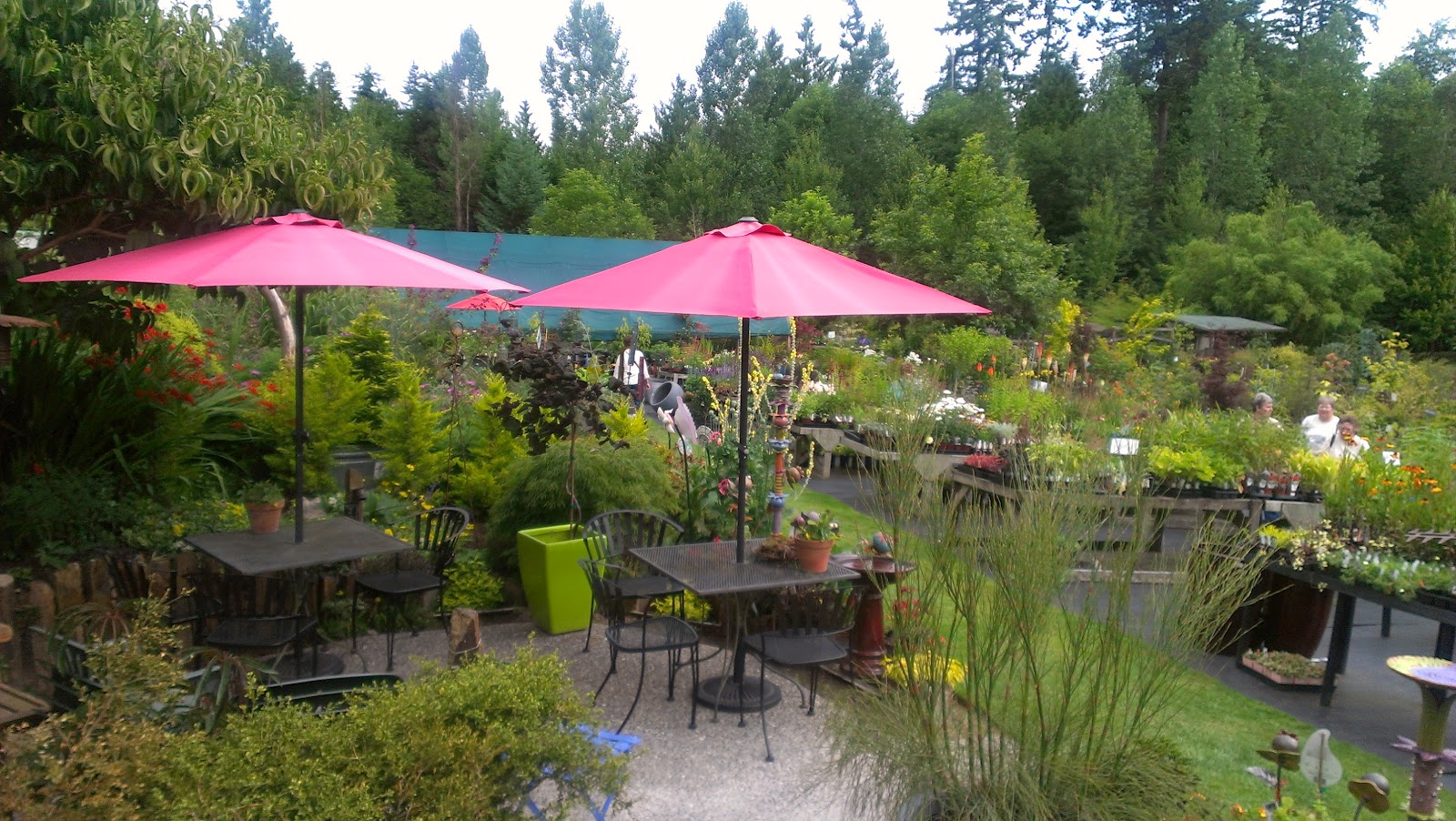 Bonney Lassie: A Visit to Dragonfly Farms Nursery