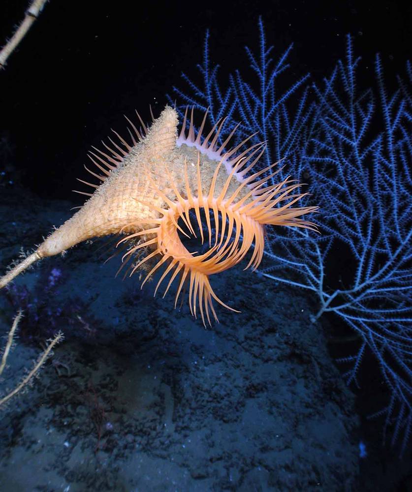 Virtual World Of Blogging Amazing Unseen Sea Creature virtual-world-of-blogging-amazing-unseen-sea-creature