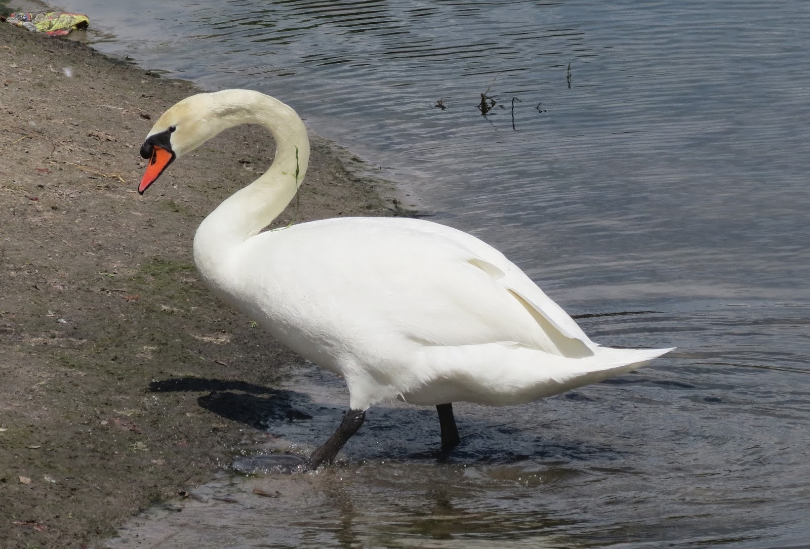 Angels for You: The Return of the Trumpet Swan: An Angel Message
