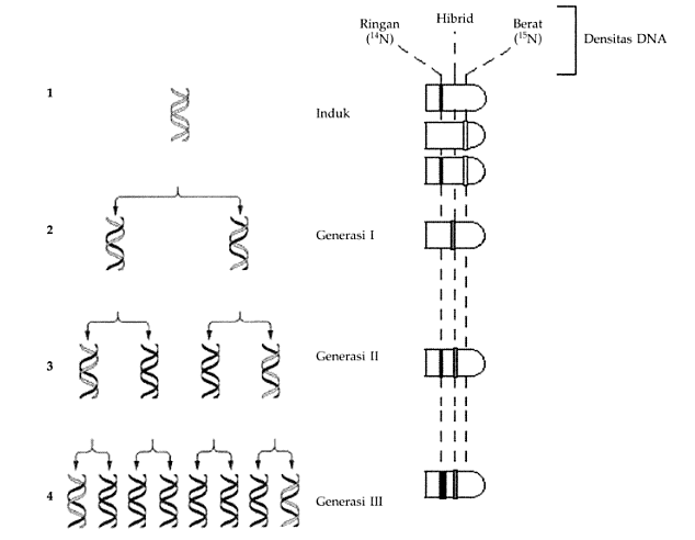 REPLIKASI DNA ~ MUNAWI INSIDE
