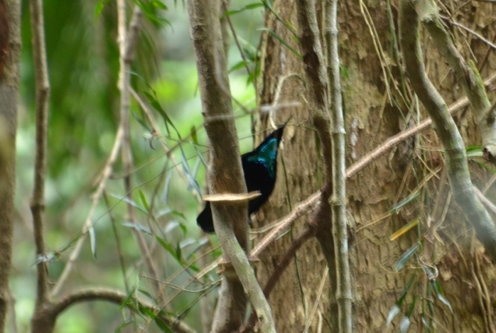 Australian Birds Photography: KEUNEA PHOTOGRAPHY: A Trip to Fig Tree Walk