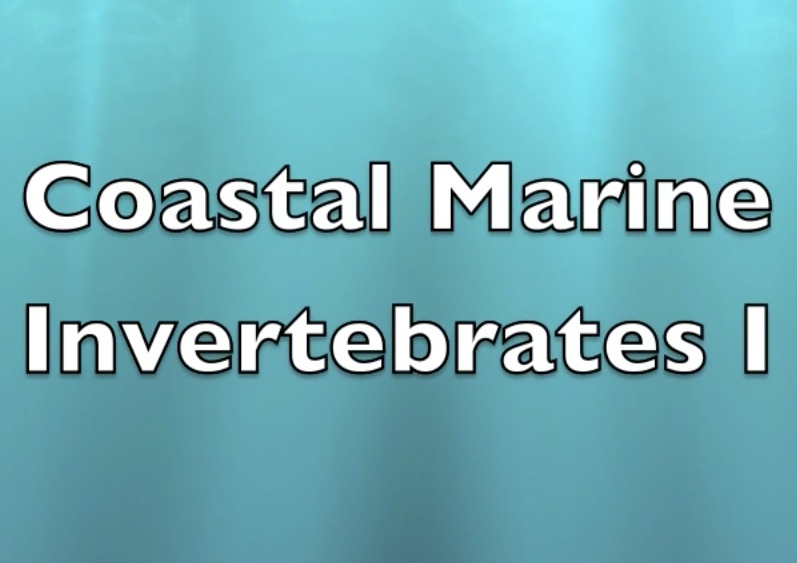 Rafael Microfauna Marina: Hydroclathrus clathratus (Algas pardas)