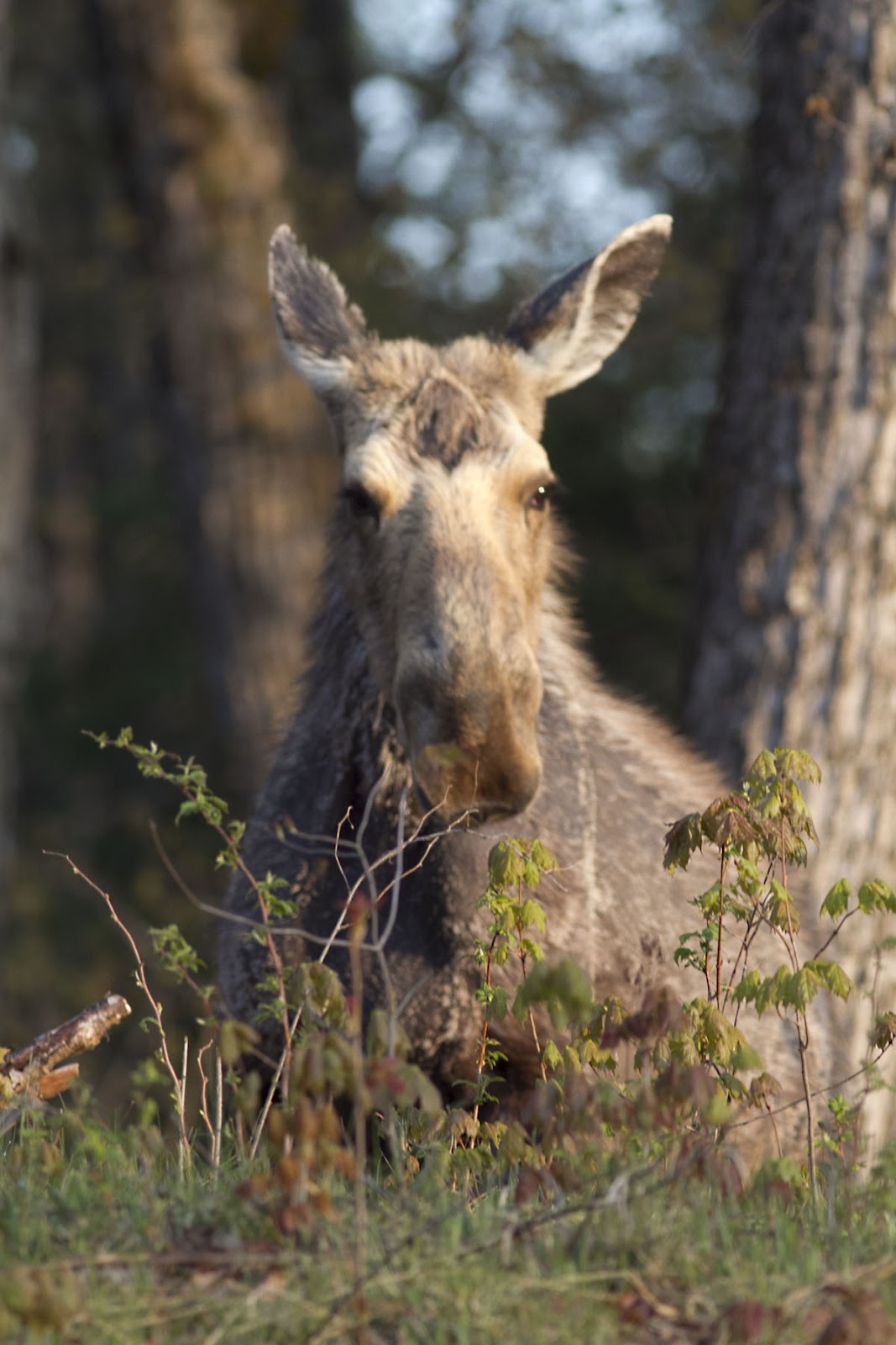 Ann Brokelman Photography: Mom and baby Moose May 15 at 6:30am