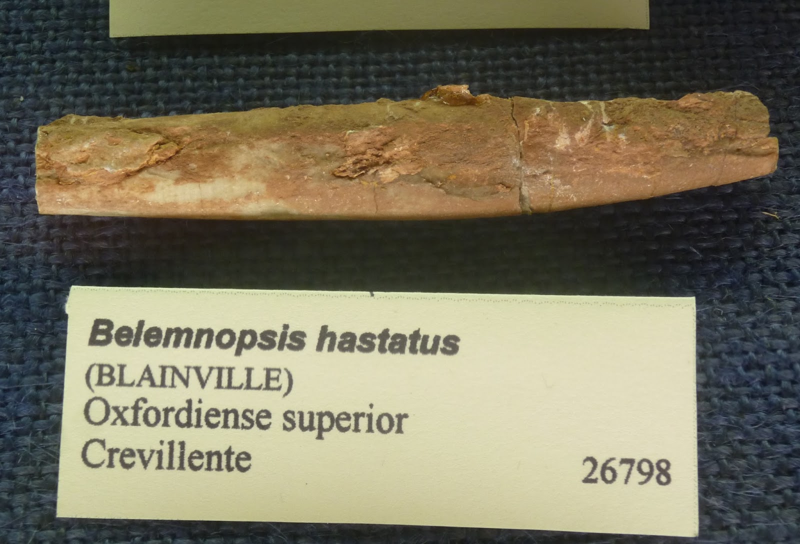 Amics del Museu Geològic del Seminari de Barcelona: Amics del Museu ...