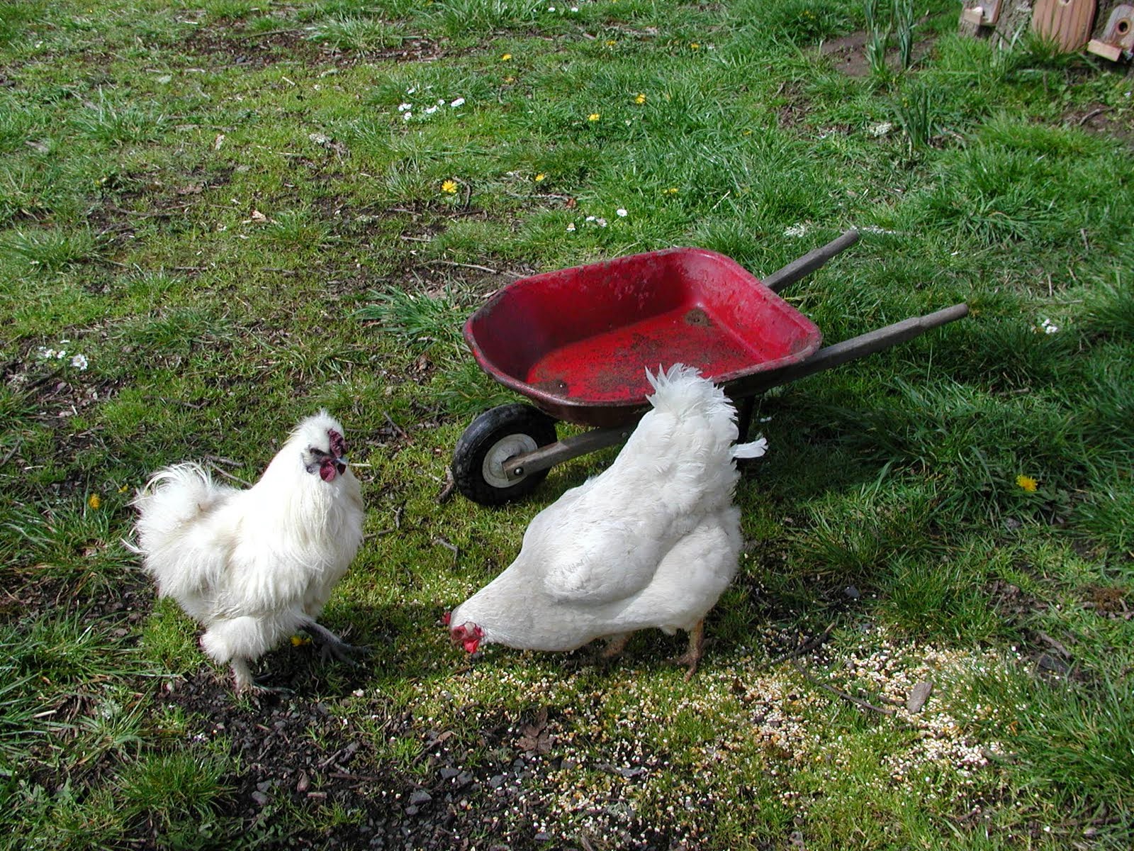 Meditation and Poetics - (Red Wheelbarrow) - The Allen Ginsberg Project