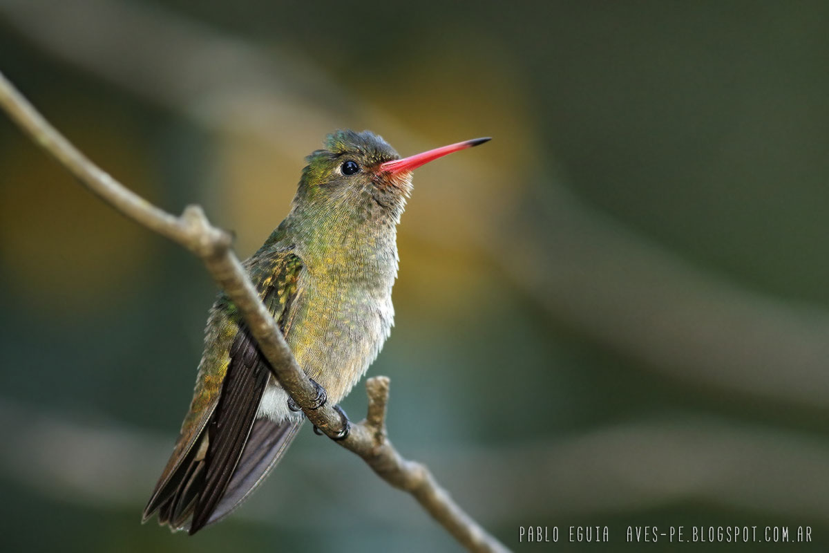 mis fotos de aves: Hylocharis chrysura Picaflor Bronceado Gilded ...