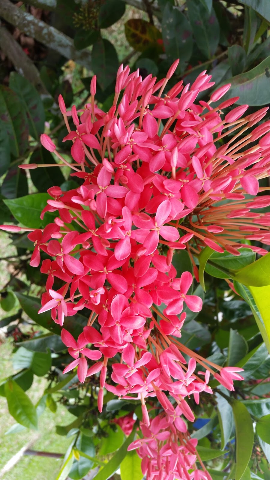 Warisan Petani: Pokok Siantan