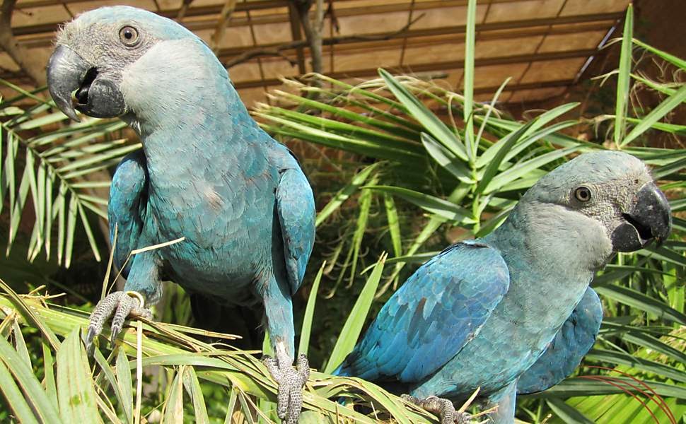 Santuário da Arara Azul